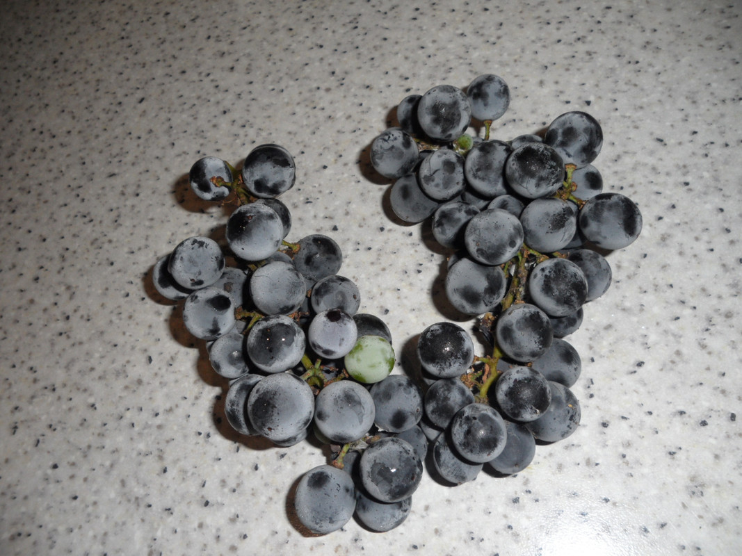 SAM 0866 — Postimages