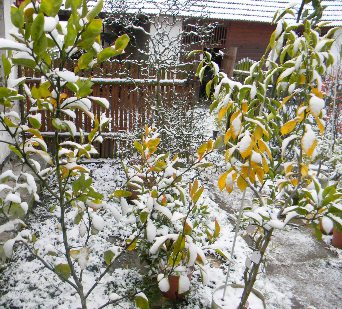 yuzu ichangstar ventura FD first snow — Postimages