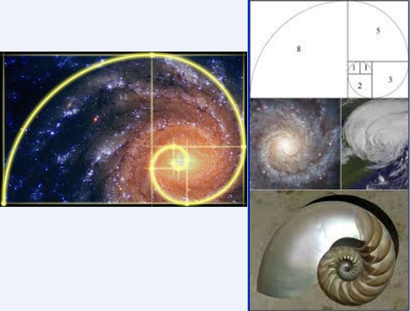 Fibonacci sequence in nature universe 2 — Postimages