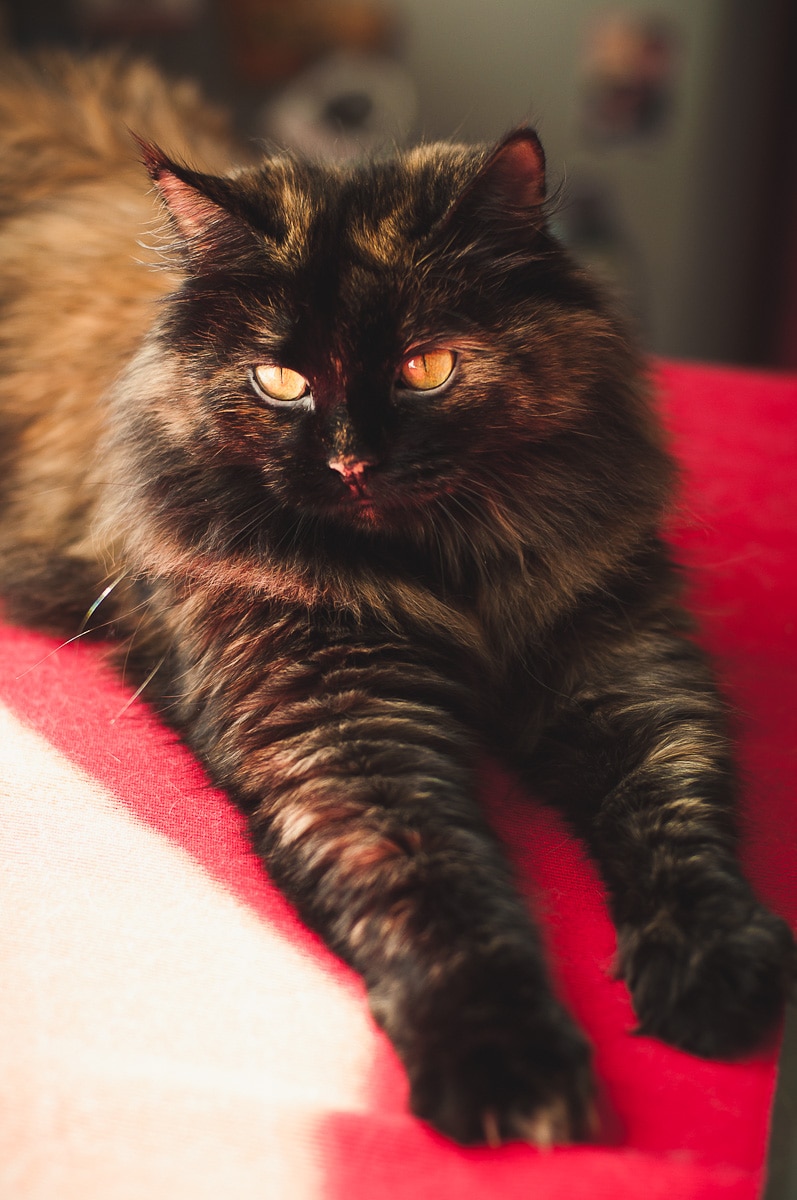 vik 39 — Postimages