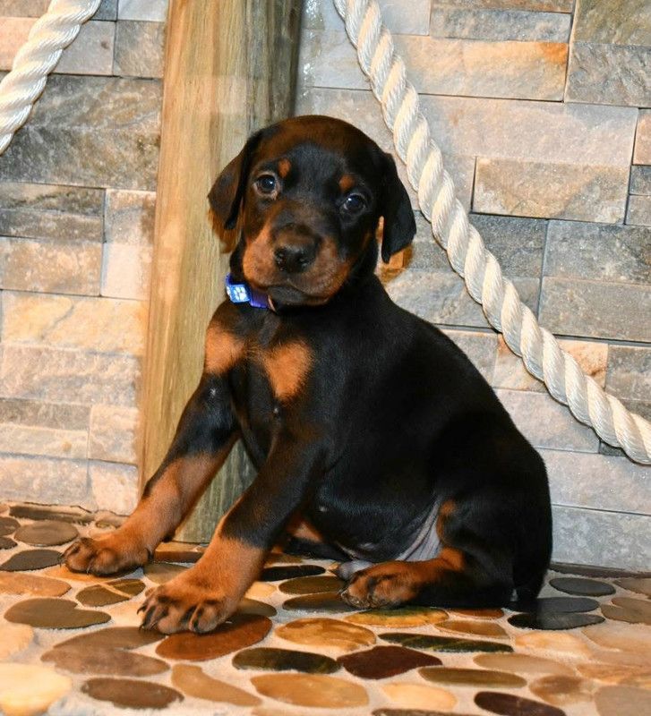 New Puppy Time! Doberman Puppy Pics Within > General Discussion > AR15.COM