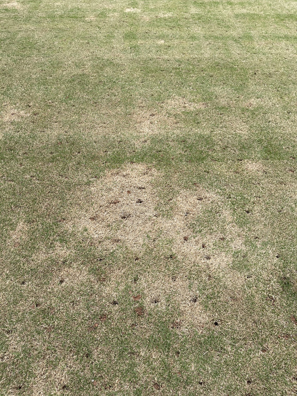 Tiff Tuff Fungus Help?? | Lawn Care Forum