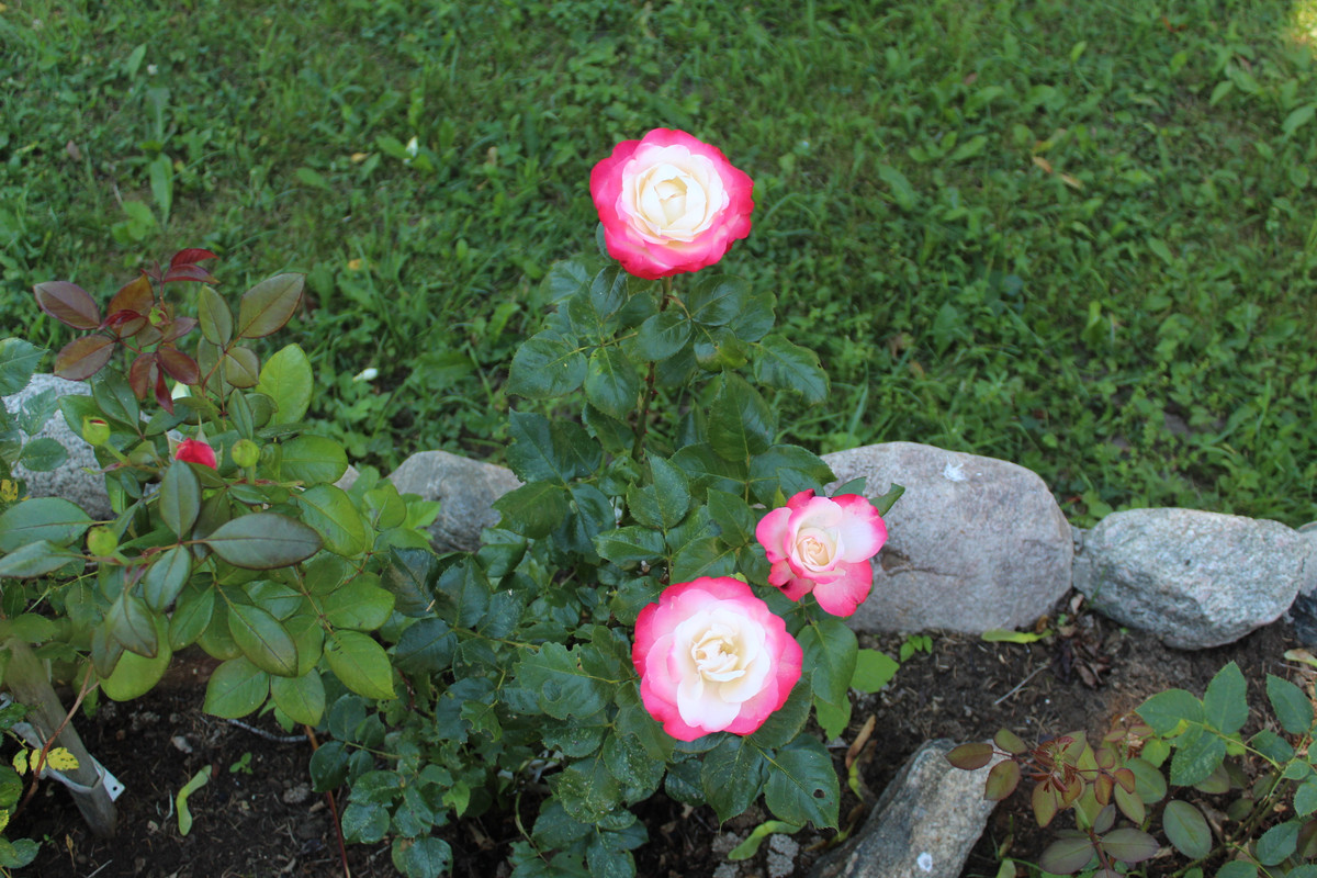 IMG 7805 — Postimages