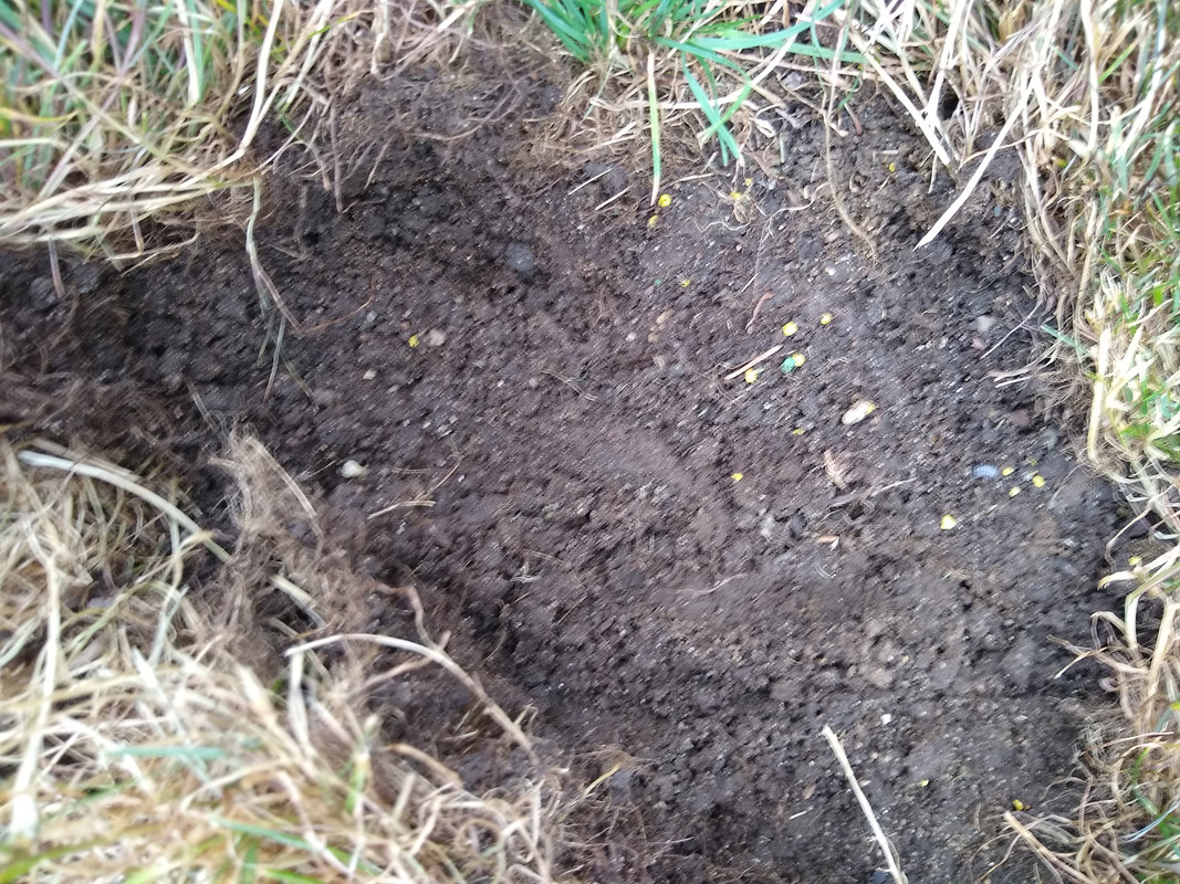 Help for grass that "fell over." | Lawn Care Forum