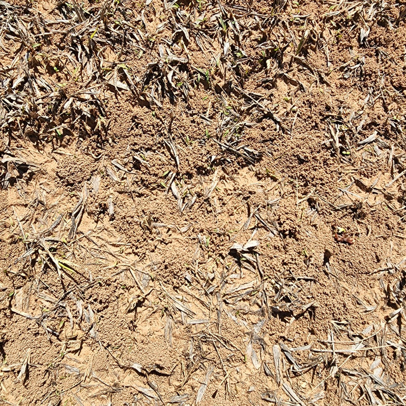 hundreds of tiny ant hills, but no ants. (Updated with Pics) | Lawn ...