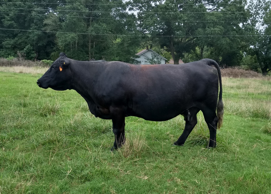 Cow Longevity | CattleToday.com - Cattle, Cow & Ranching Community