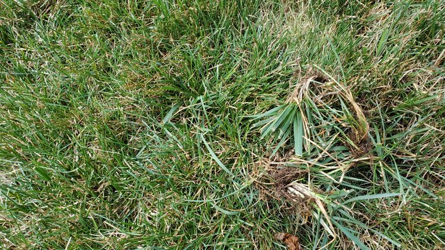 Fescue Grass Identification
