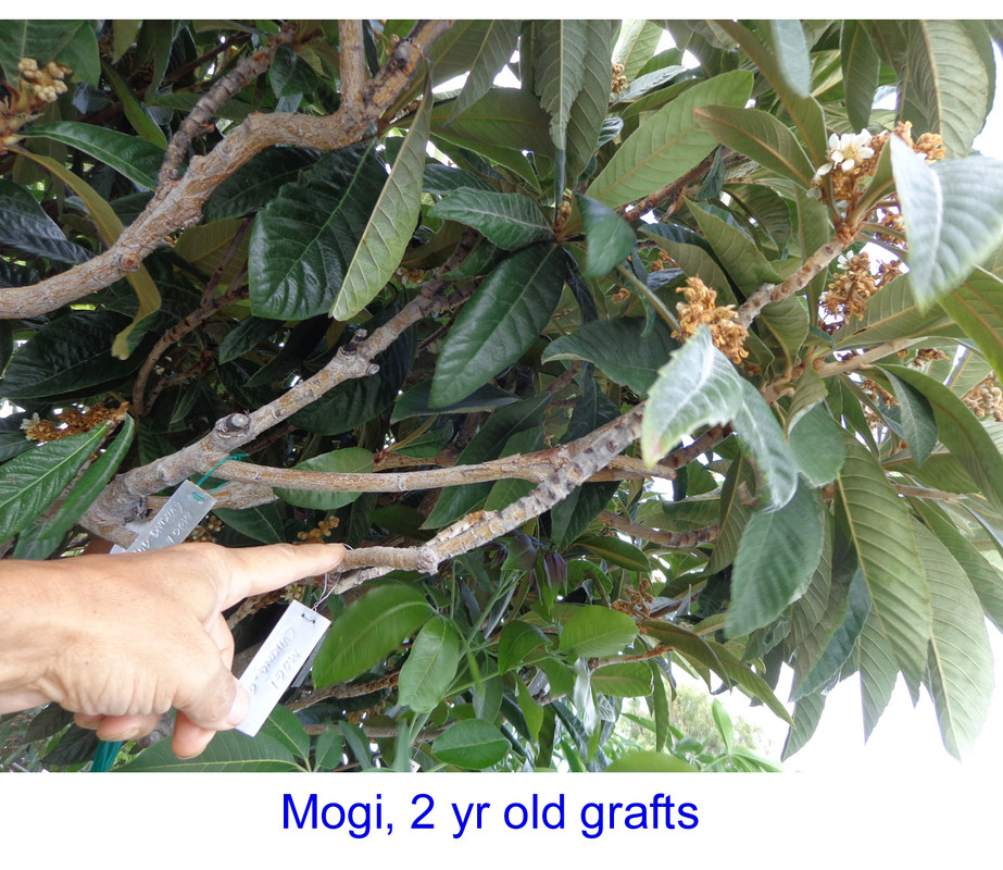 Mogi Graft pic2 — Postimages