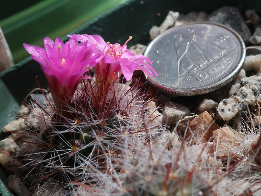 Finally first flower!