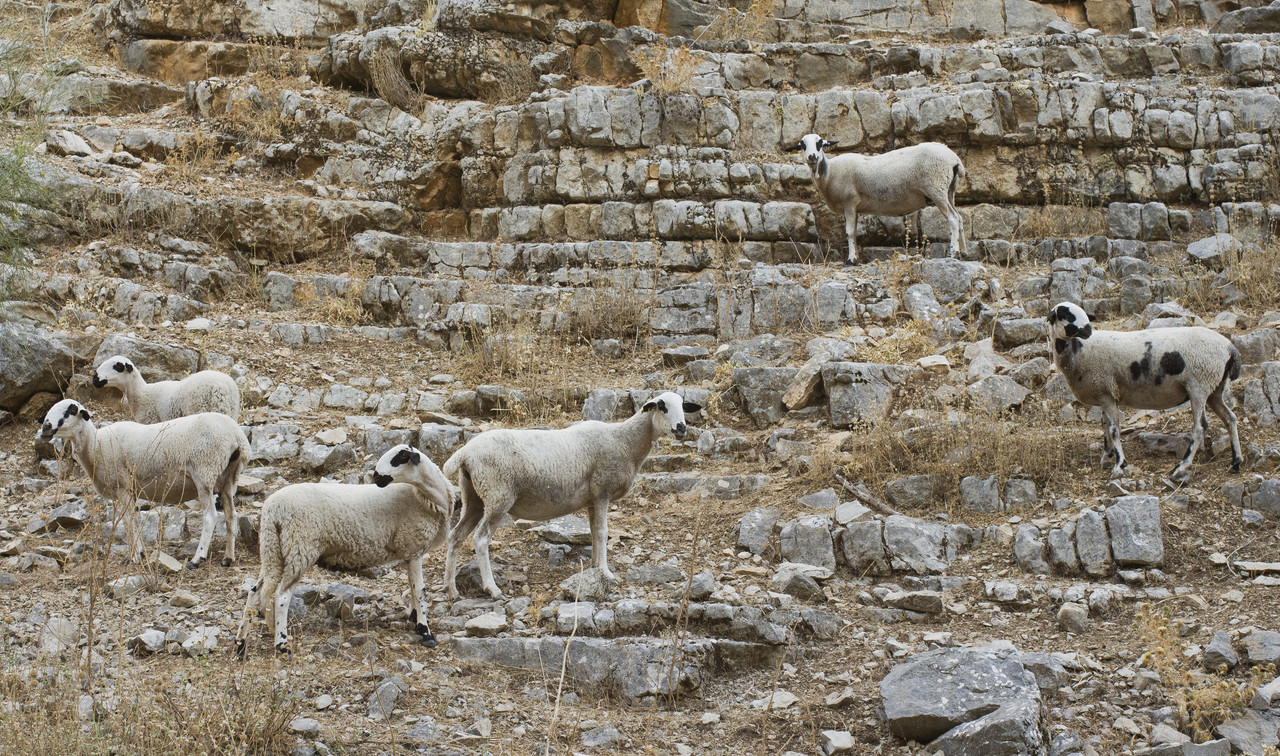 IGP3954 foro — Postimages