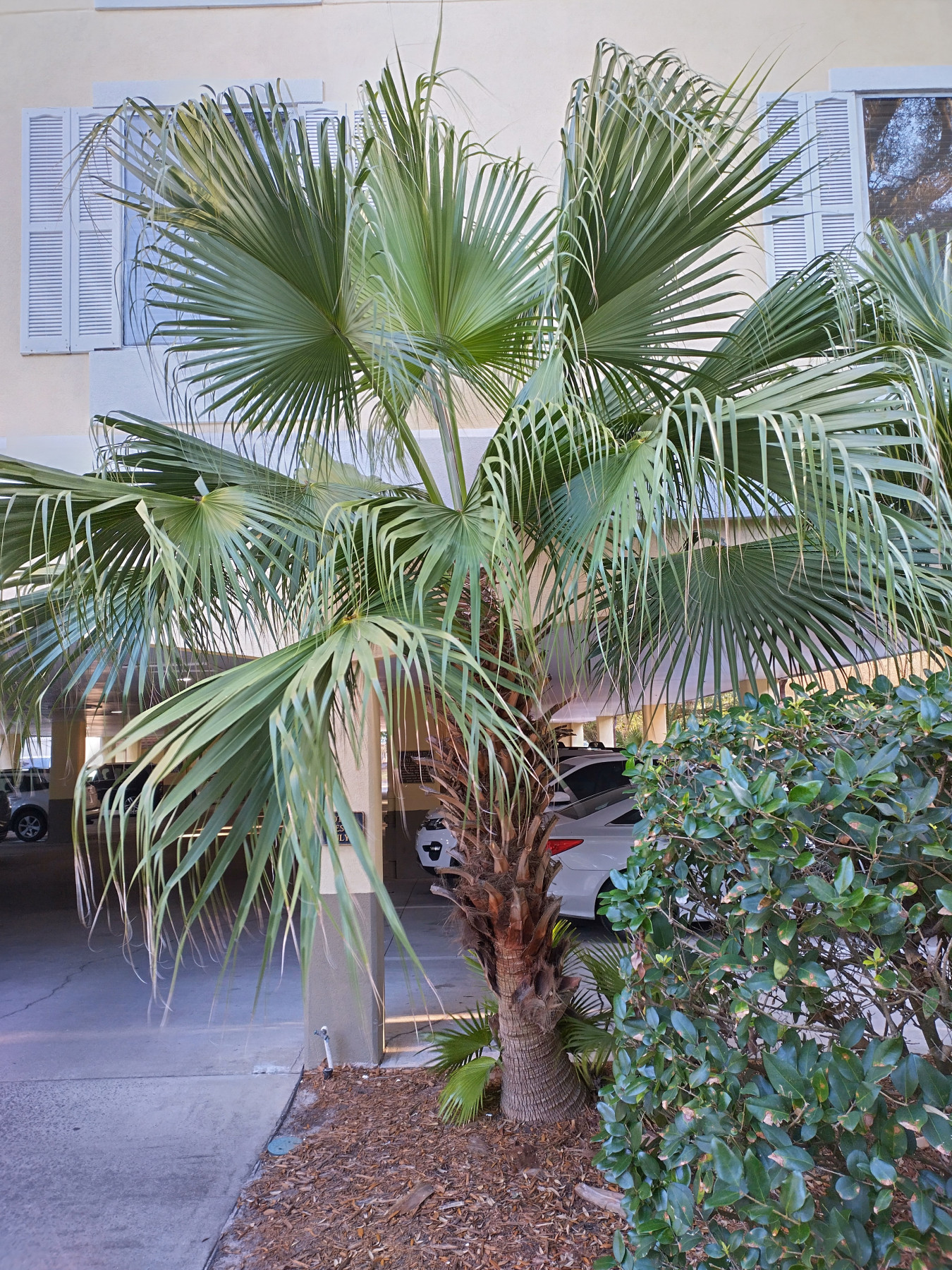 mystery palm — Postimages
