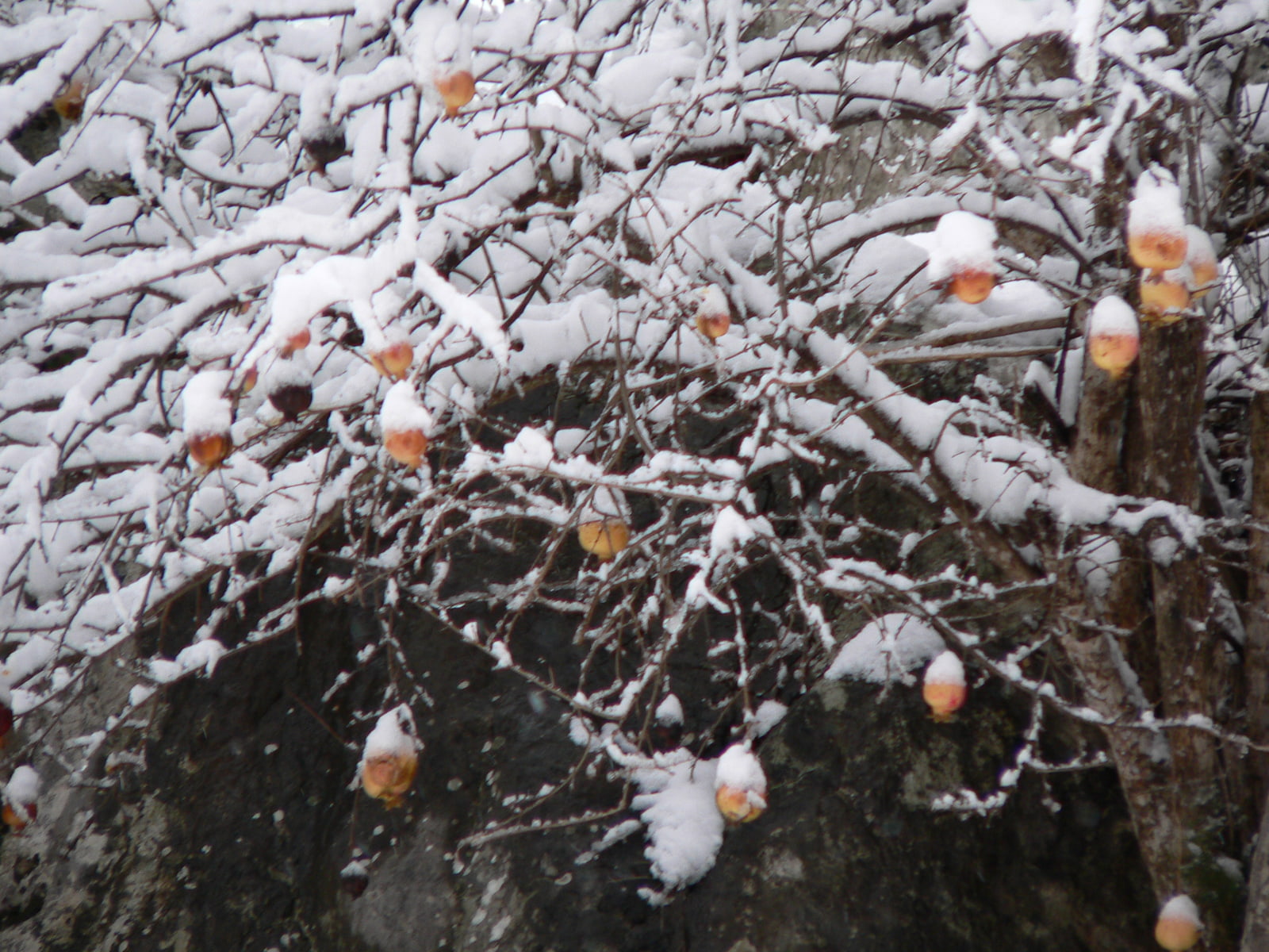 Sipci u snijegu — Postimages