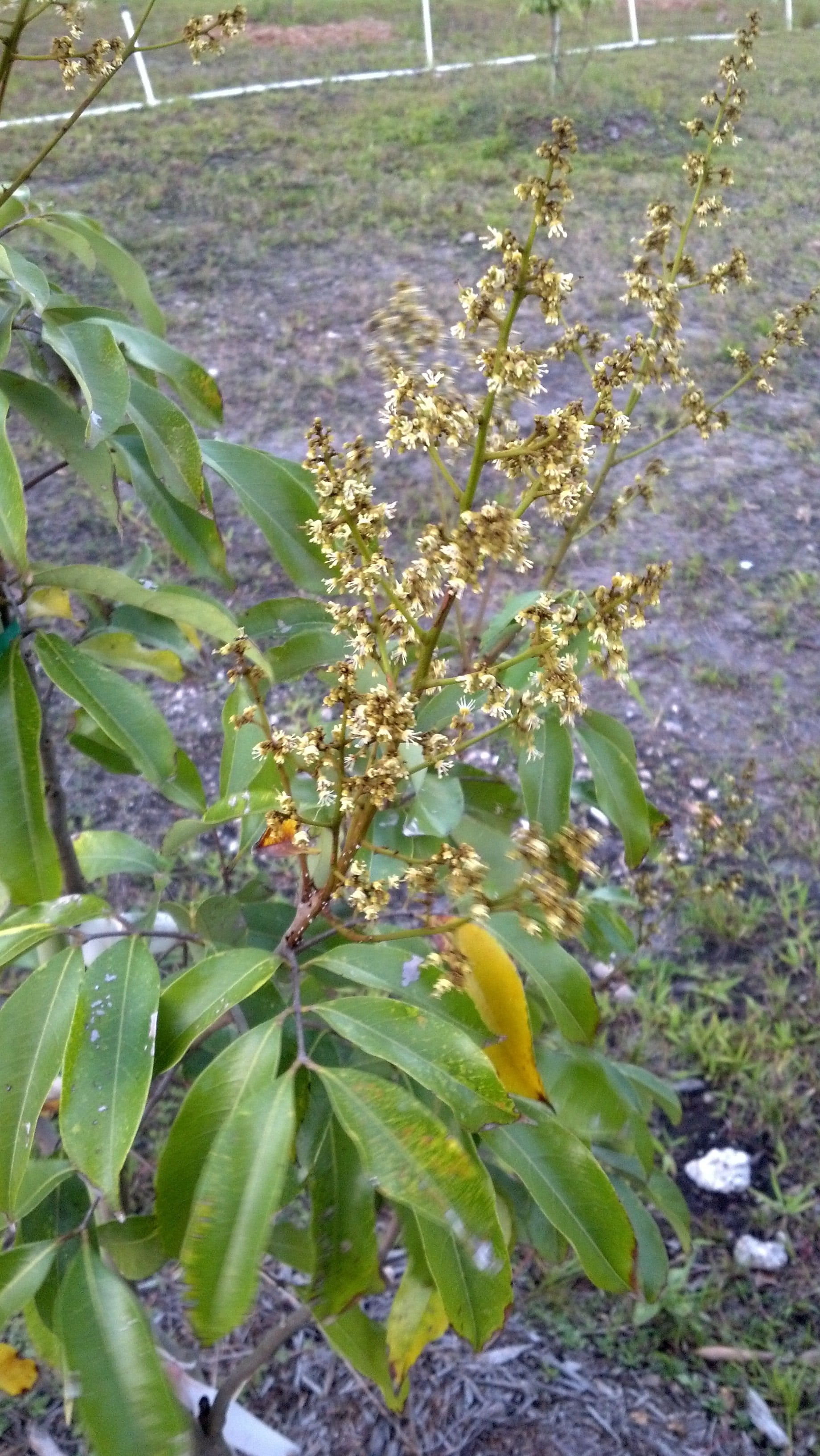 Lychee No Mai Tze Flowering1 — Postimages