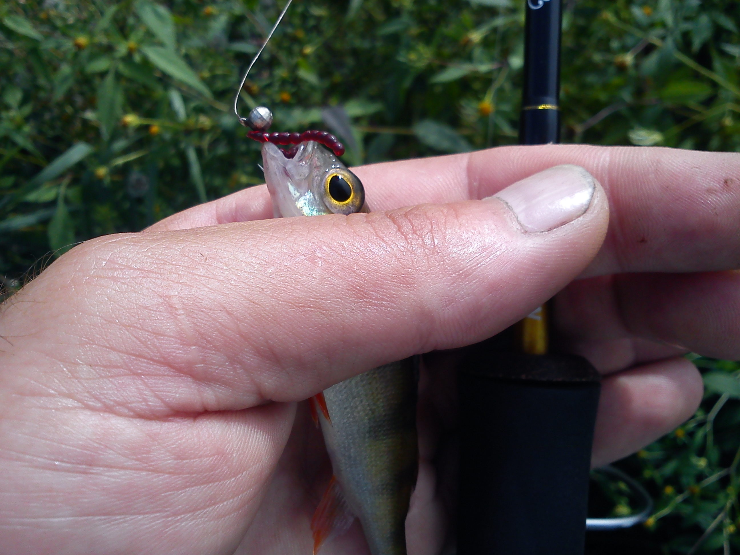 DSC00003 — Postimages