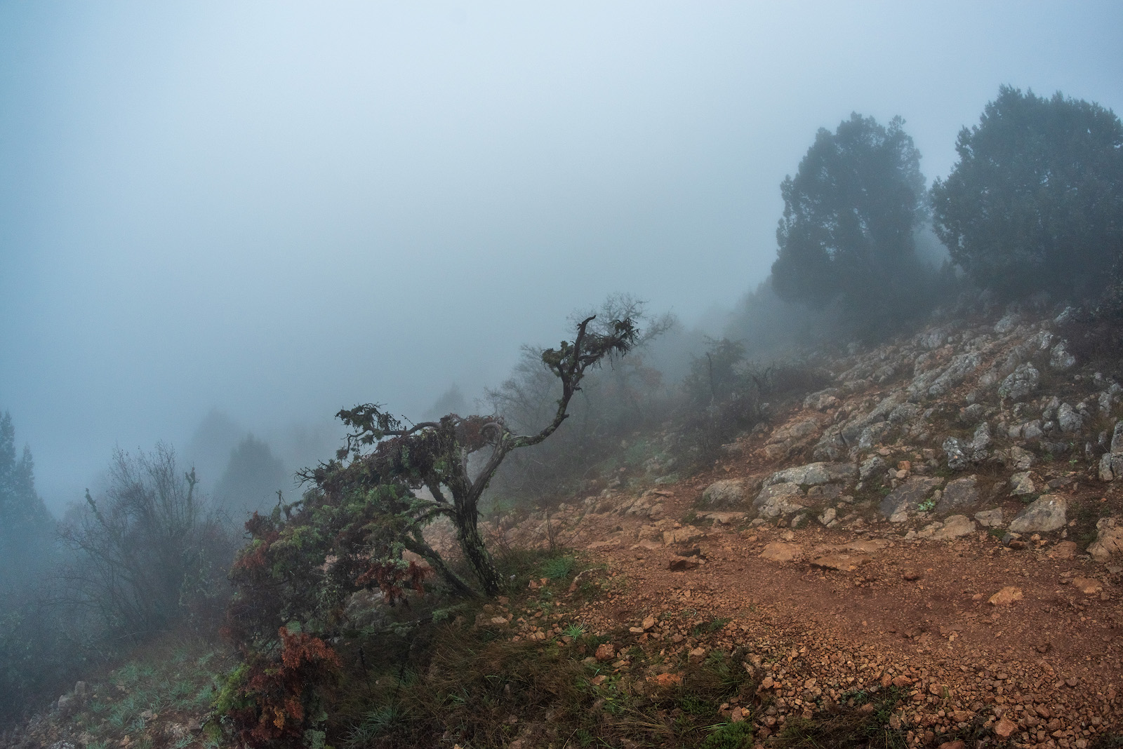 V0007203 1600 — Postimages