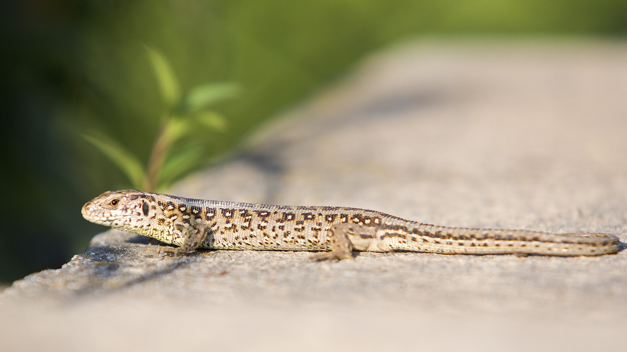 IM5 L3476 klara full sharpen — Postimages