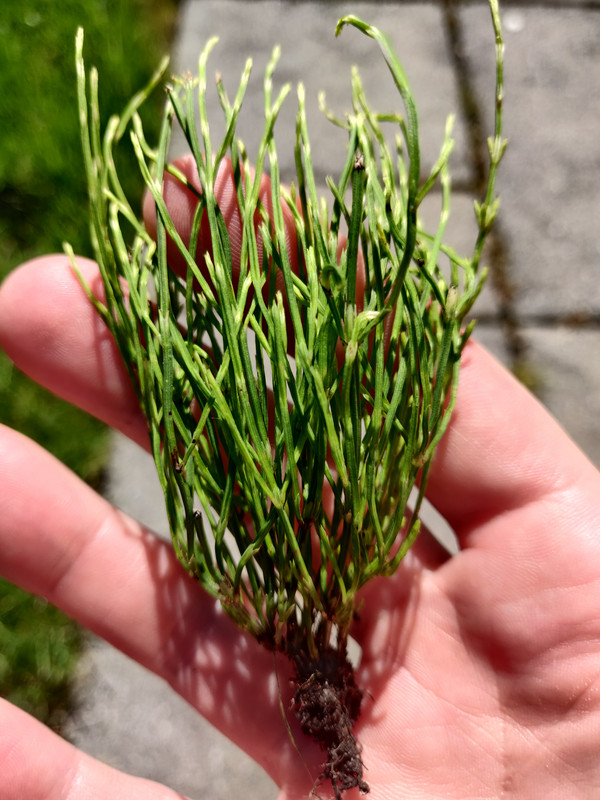 Interesting looking weed all over. Id please? | Lawn Care Forum