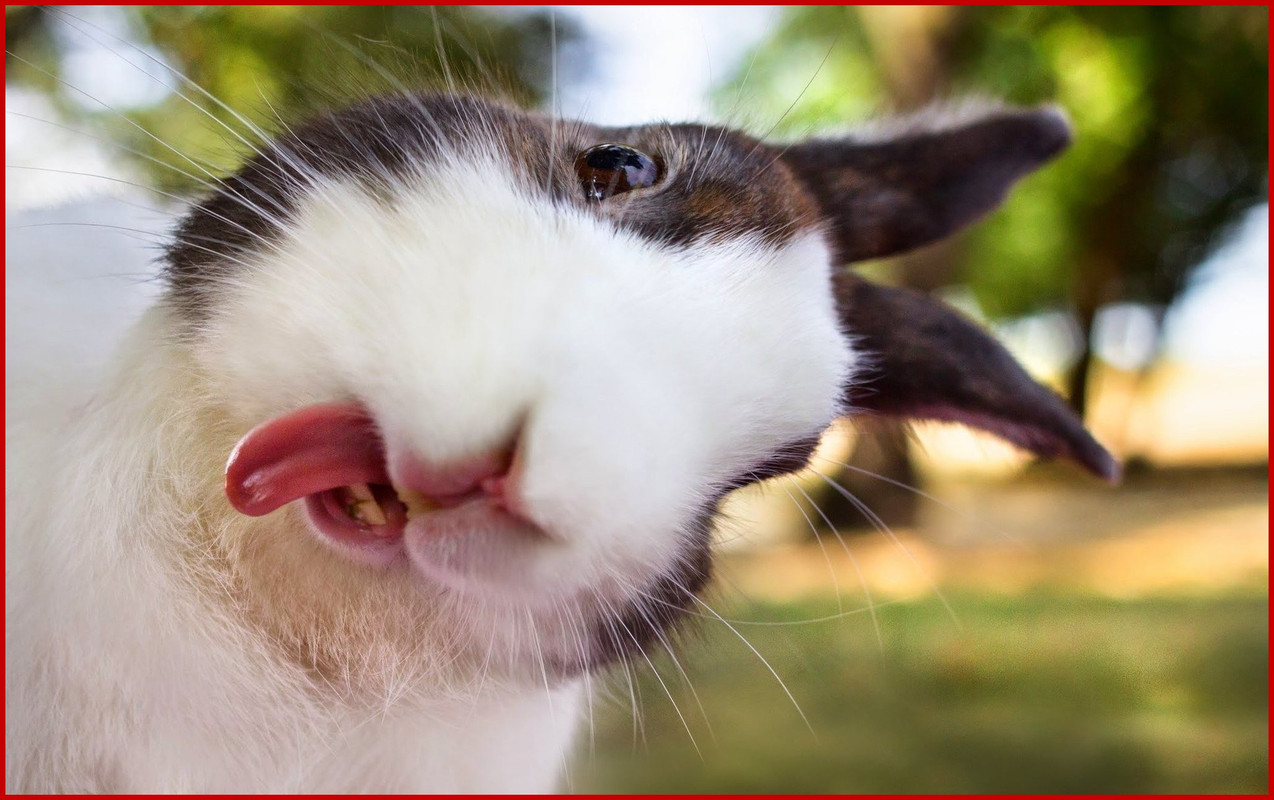 tavsan — Postimages