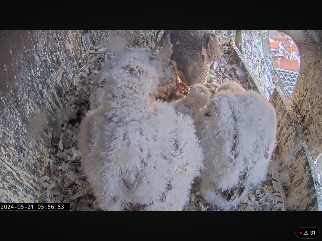 IMG 1013 — Postimages