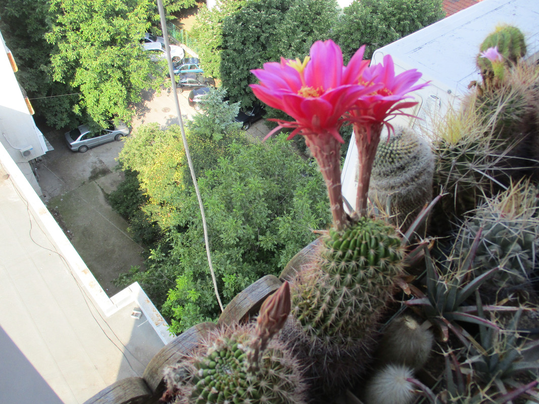 IMG 3527 — Postimages