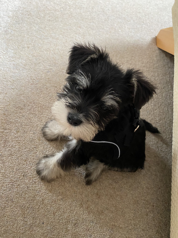 Gracie day 3 — Postimages