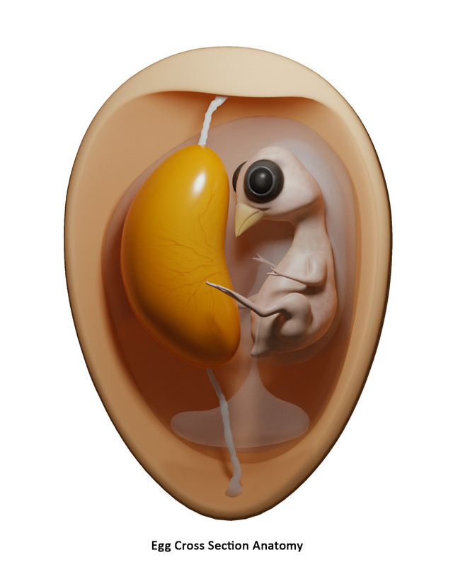Egg Cross Section Embryo Anatomy - Buy Royalty Free 3D model by Nima (@h3ydari96) [00586da ...
