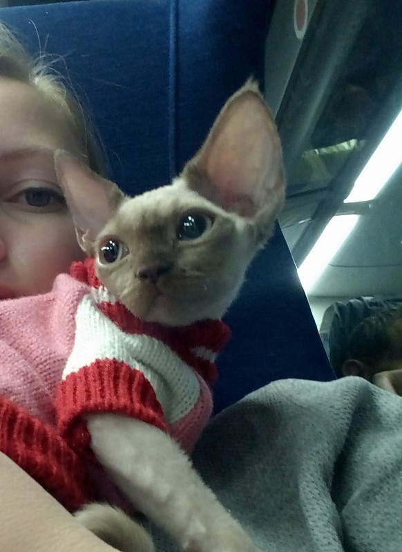 IMG 20201204 175807 — Postimages