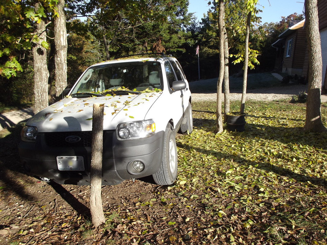 2013 10 25 Leaves 3 — Postimages