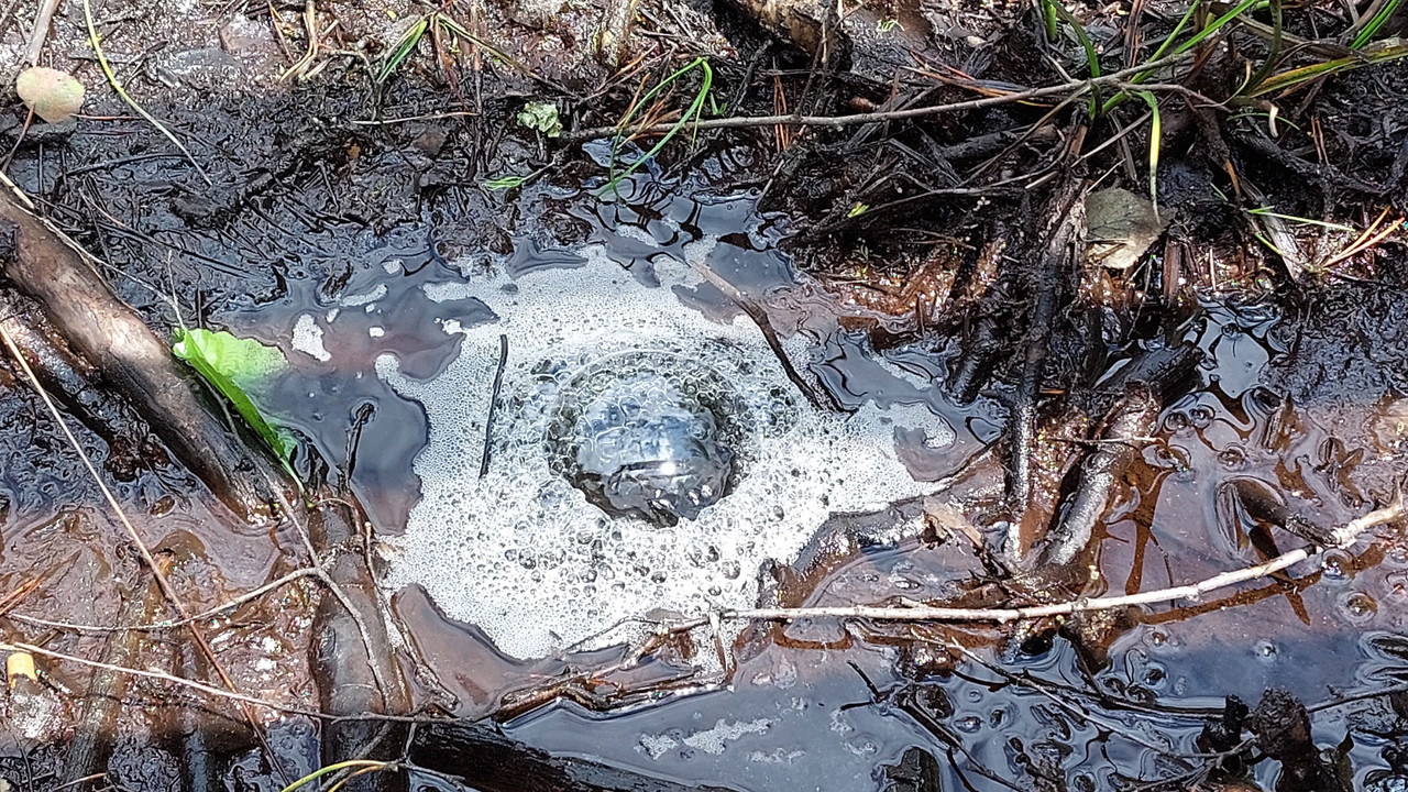 23 Soos IV — Postimages