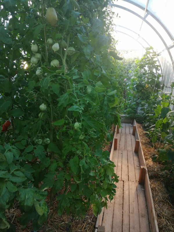 IMG 20240819 070045 — Postimages