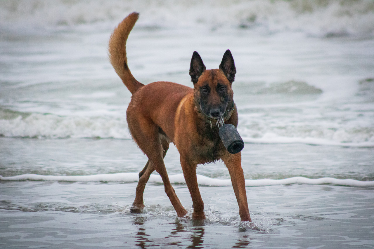 Uitwaaien - Een Hondenleven