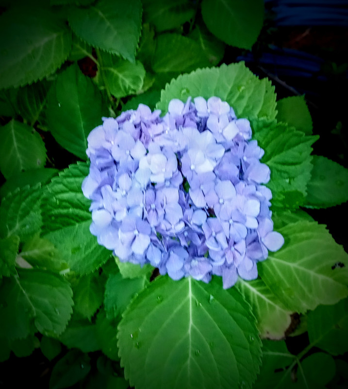 20210709 200532 3 flower — Postimages