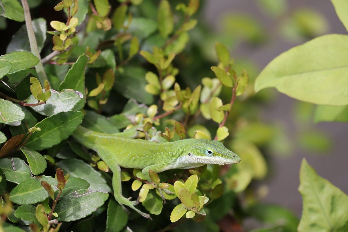 20200329150949 IMG 2260 — Postimages