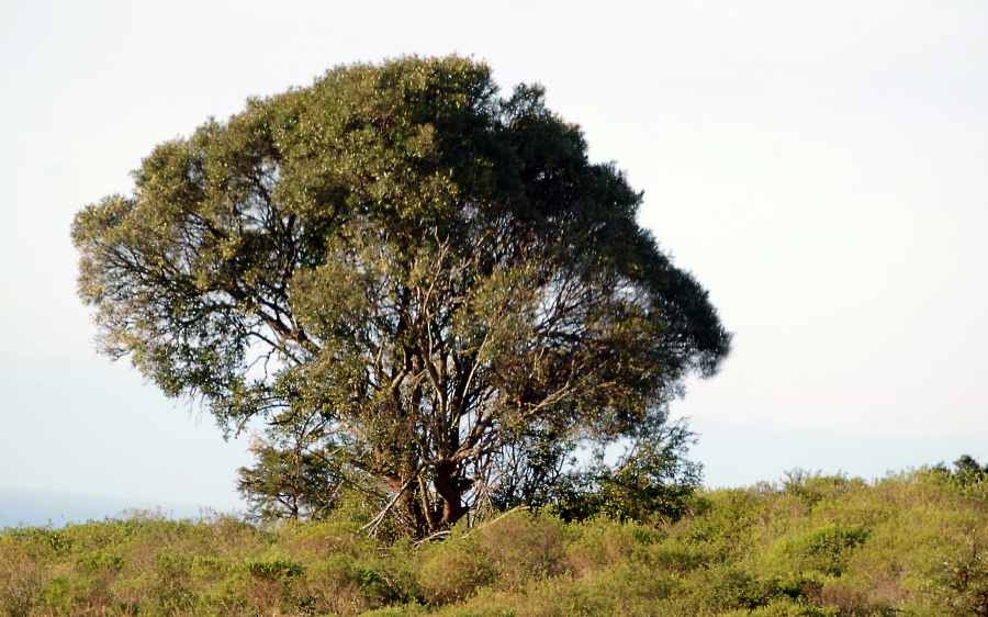 Trees - Page 233 - PentaxForums.com