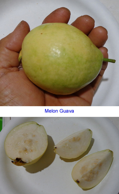Guava Melon pic2 — Postimages