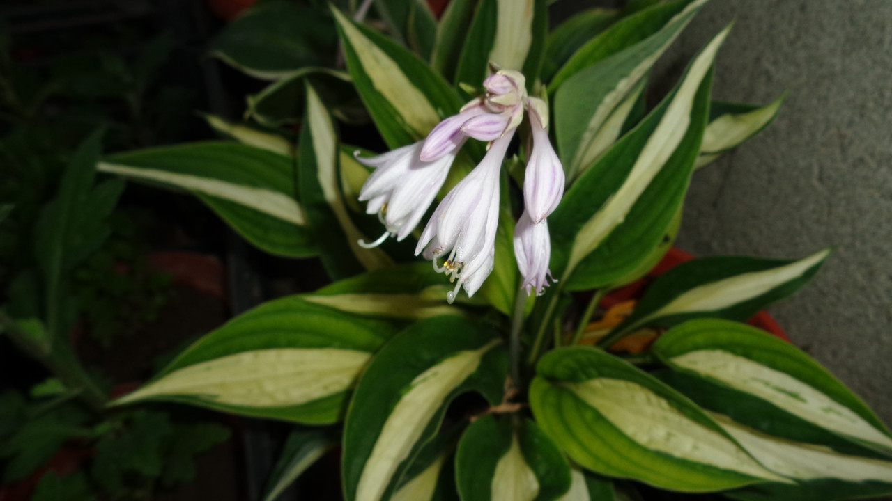 Хоста /Hosta /Функия - Страница 85 - Форум HobbyKafe.com