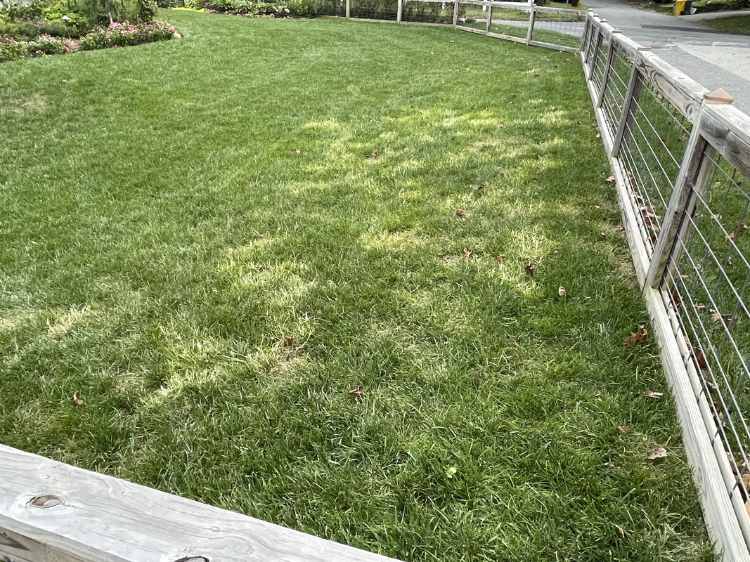 Pylex Damage To TTTF? | Lawn Care Forum