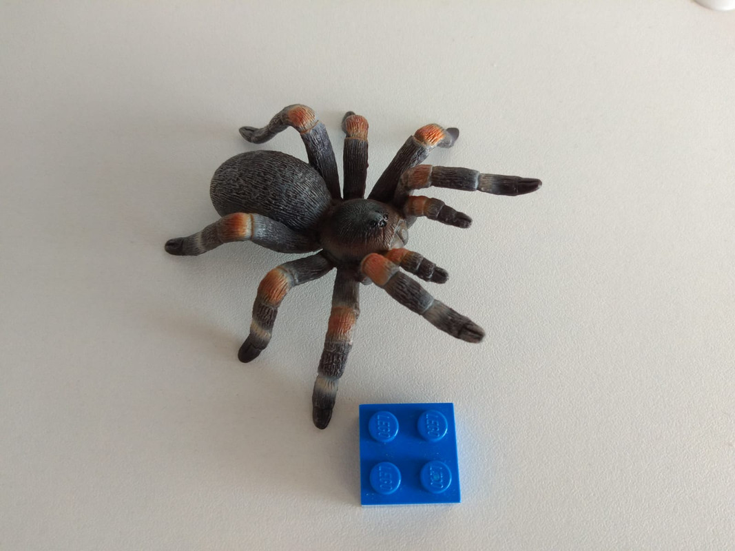 Mojo Fun 2019 animals. photos.