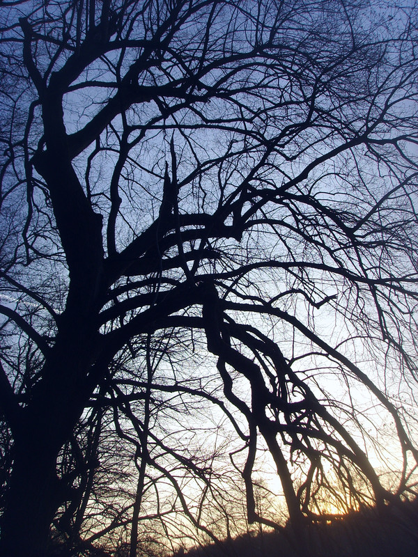 the tree — Postimages