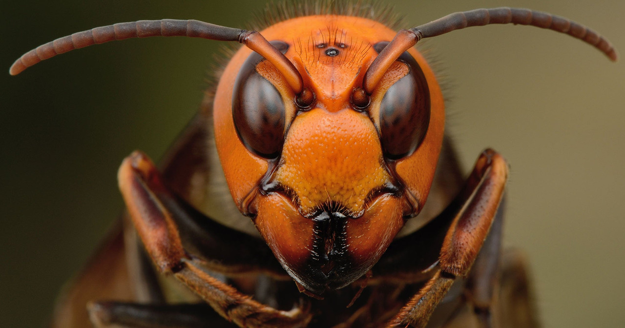 Good News: Invasive ‘murder hornets’ are wiped out in the US, officials ...
