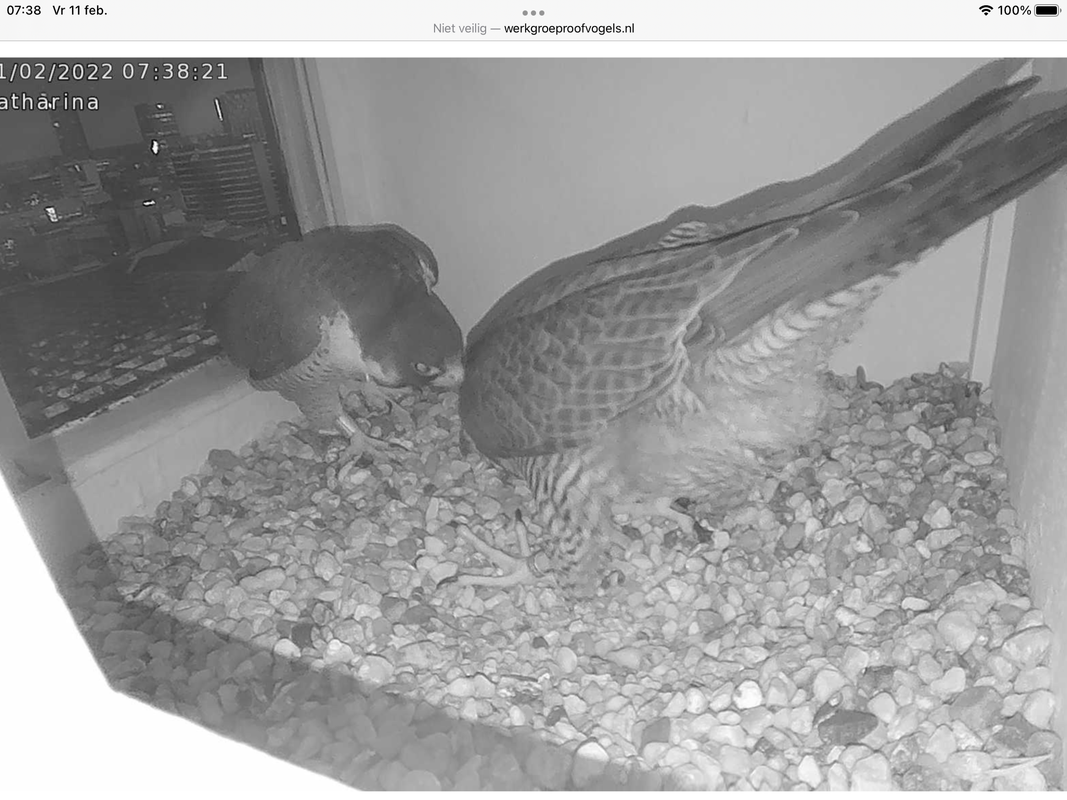 DFFCE65 F CCEE 4 CAC A73 C 26 B6 C93851 EE — Postimages