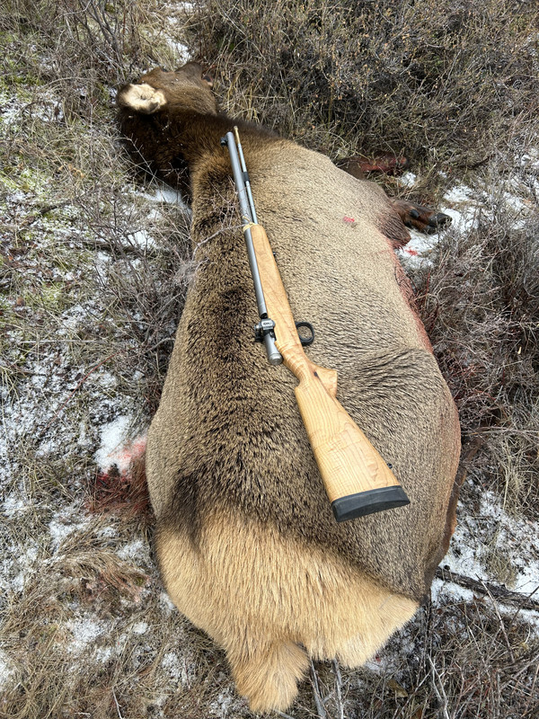 Muzzleloader elk - 24hourcampfire