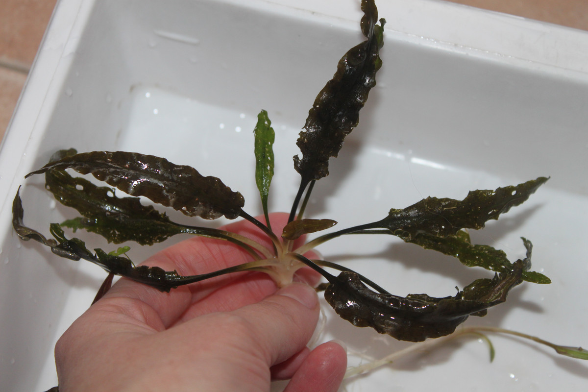 IMG 4210 — Postimages