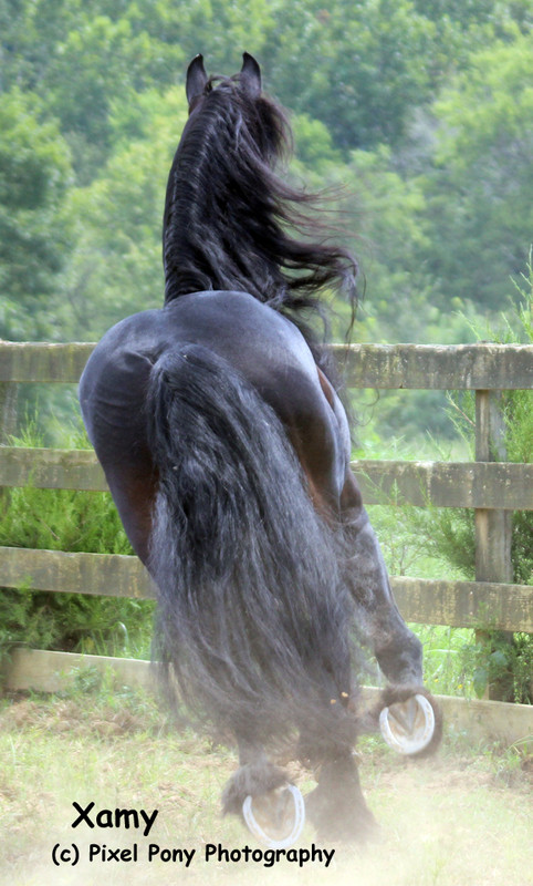 Tail Tuesday Xamy1 — Postimages