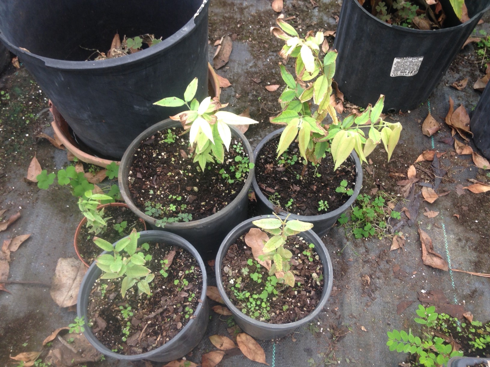 IMG 3729 — Postimages