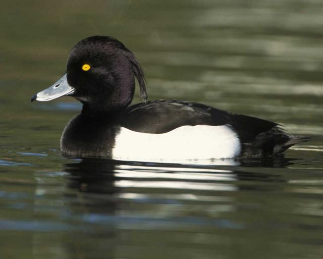 Dogris in Europe | Outdoor Board