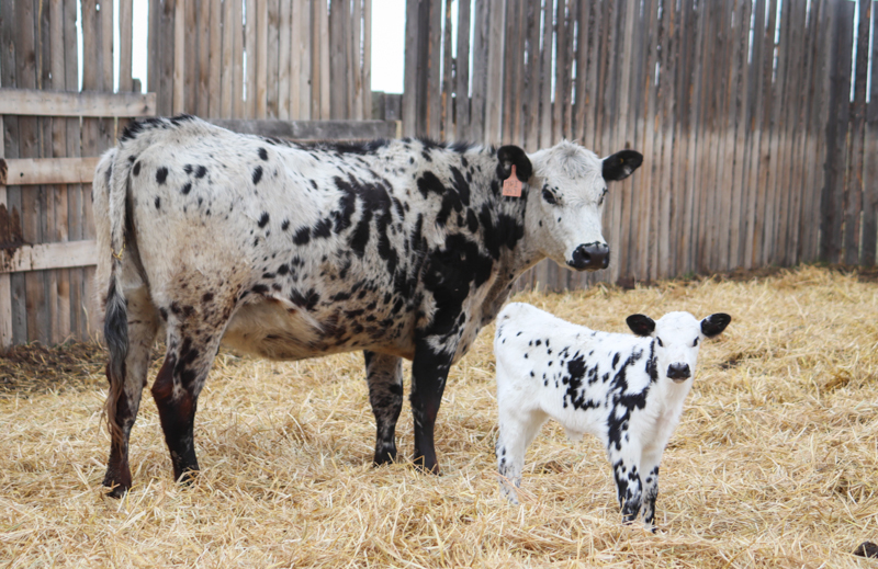 Speckle Park Cattle | CattleToday.com - Cattle, Cow & Ranching Community