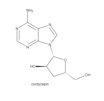 A fitting end. Cordycepin inhibits RNA synthesis Cordycepin | Quizlet