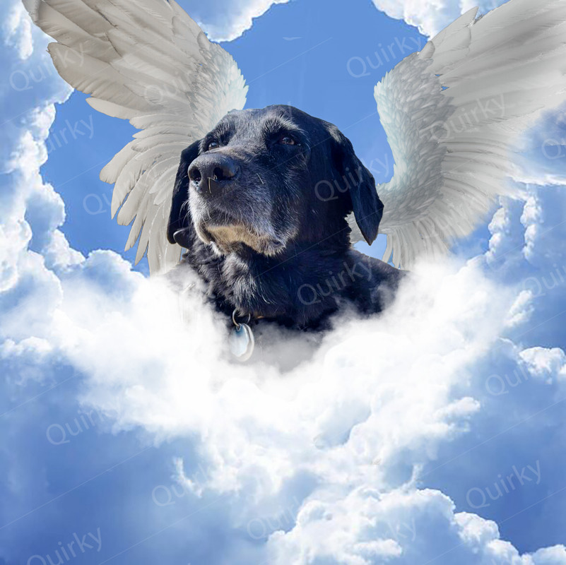 tt copy — Postimages