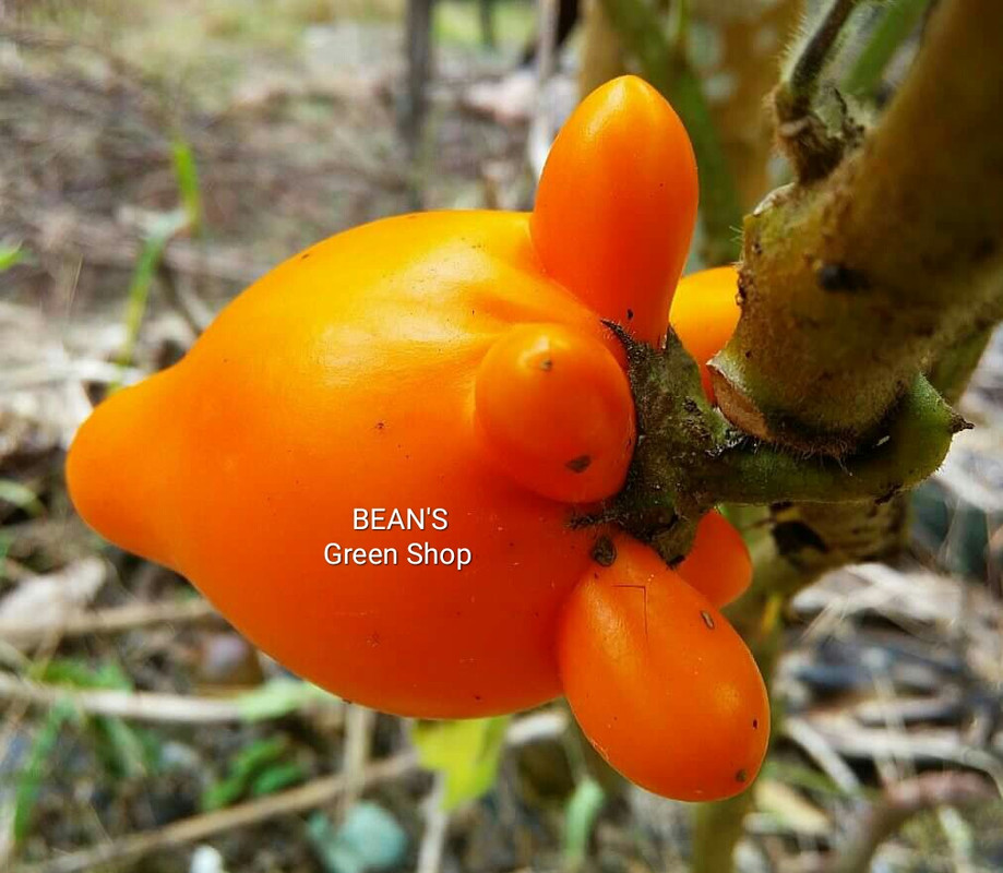 Nipple fruit 1 — Postimages